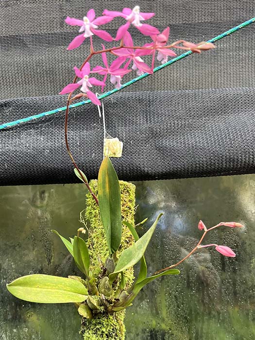 Southern California Orchid Species Society 01-25
