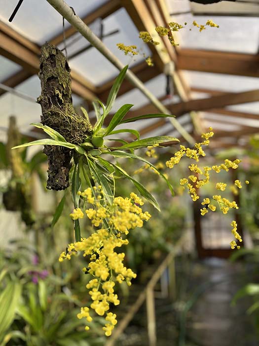 Southern California Orchid Species Society 01-25