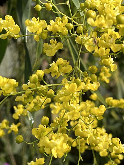 Southern California Orchid Species Society 01-25