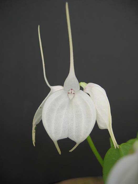 Southern California Orchid Species Society 01-25