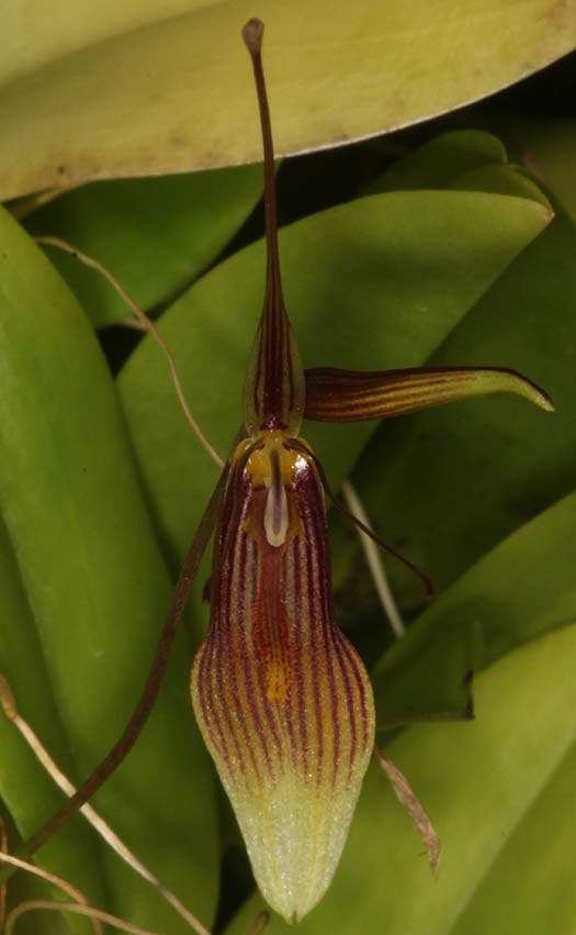 Southern California Orchid Species Society 01-25
