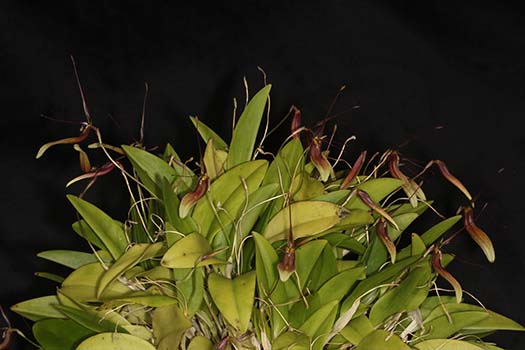 Southern California Orchid Species Society 01-25