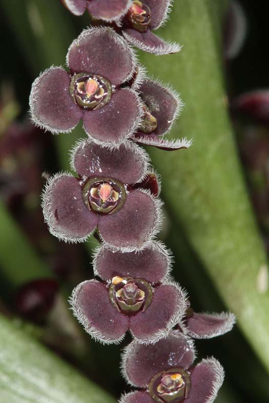 Southern California Orchid Species Society 01-25