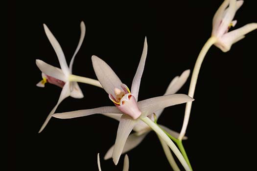 Southern California Orchid Species Society 01-25