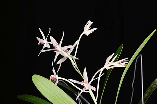 Southern California Orchid Species Society 01-25