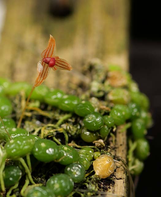 Southern California Orchid Species Society 01-25