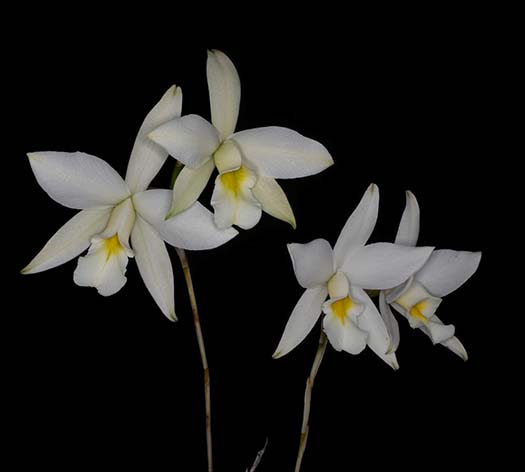 Southern California Orchid Species Society 01-25