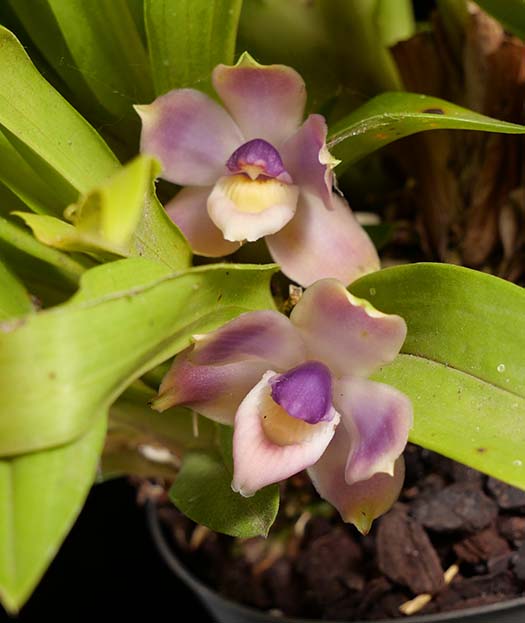 Southern California Orchid Species Society 01-25