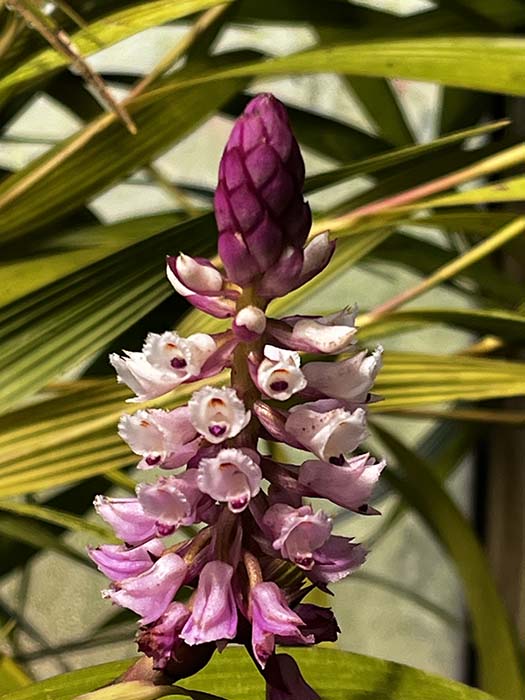 Southern California Orchid Species Society 05-2025