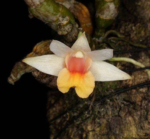 Southern California Orchid Species Society 05-2025