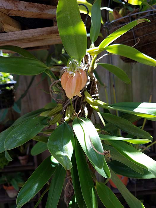 Southern California Orchid Species Society 05-2025