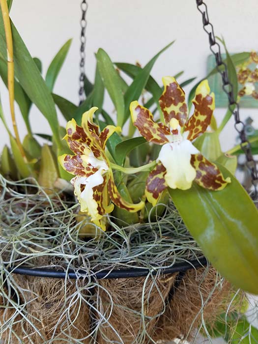 Southern California Orchid Species Society 05-2025