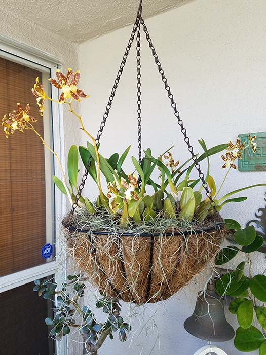 Southern California Orchid Species Society 05-2025