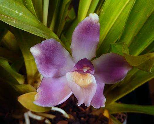 Southern California Orchid Species Society