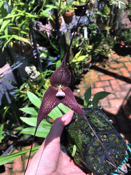 Southern California Orchid Species Society