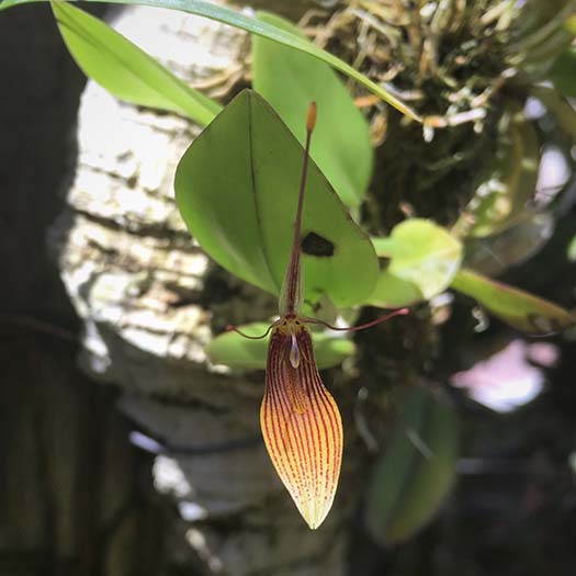 Southern California Orchid Species Society