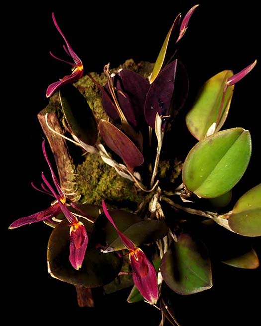 Southern California Orchid Species Society 1-2019