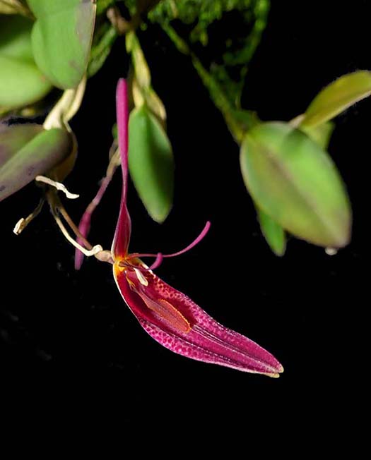Southern California Orchid Species Society 1-2019