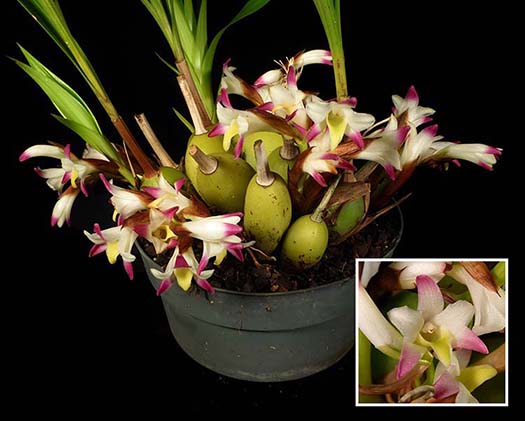 Southern California Orchid Species Society 1-2019