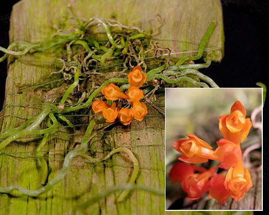 Southern California Orchid Species Society 2-2019