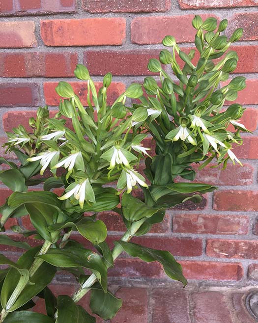 Southern California Orchid Species Society 2-2019