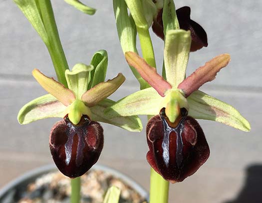 Southern California Orchid Species Society 2-2019