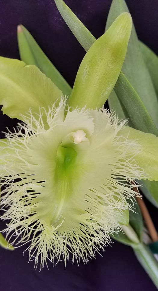Honduras National Flower Orchid | Best Flower Site