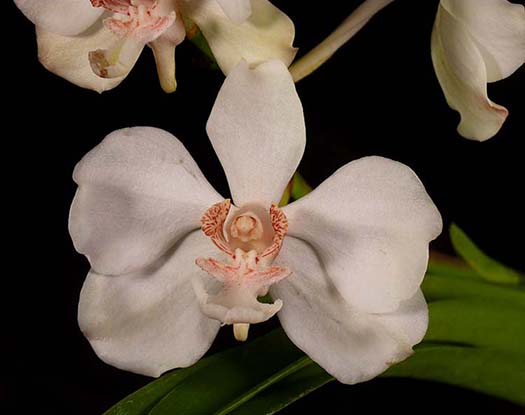 Southern California Orchid Species Society 5-2019