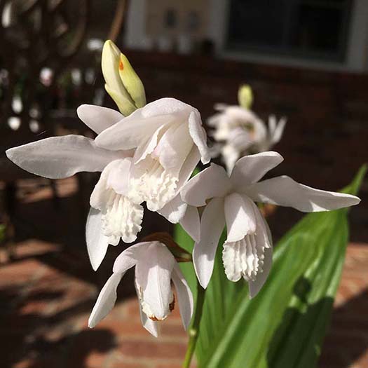 Southern California Orchid Species Society 5-2019