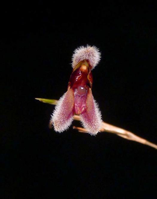 Southern California Orchid Species Society11-2019
