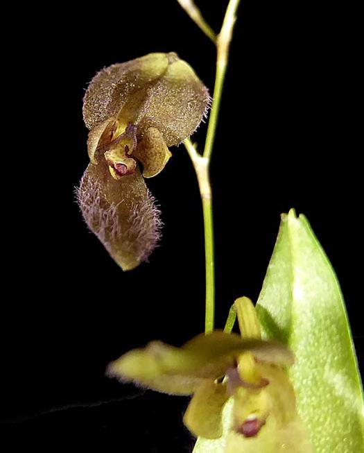 Southern California Orchid Species Society11-2019