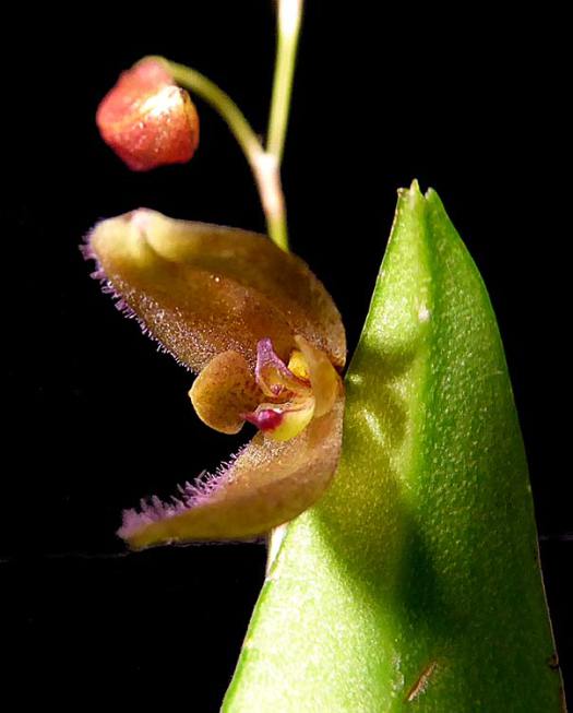 Southern California Orchid Species Society11-2019