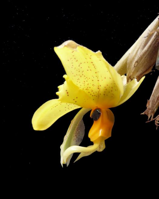 Southern California Orchid Species Society11-2019