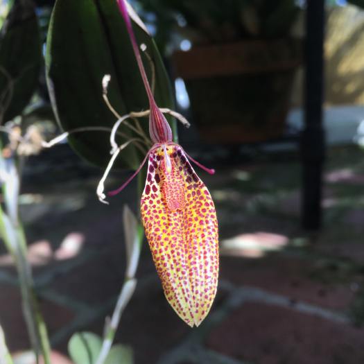 Southern California Orchid Species Society11-2019
