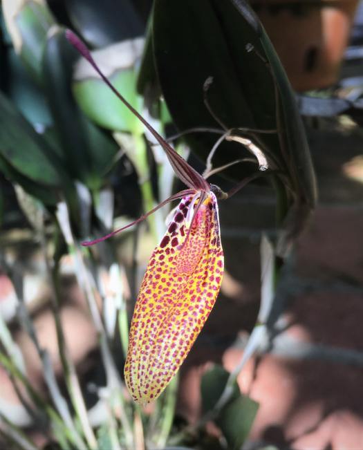 Southern California Orchid Species Society11-2019