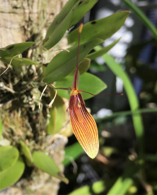 Southern California Orchid Species Society11-2019