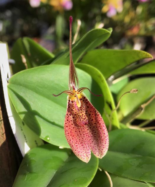 Southern California Orchid Species Society11-2019