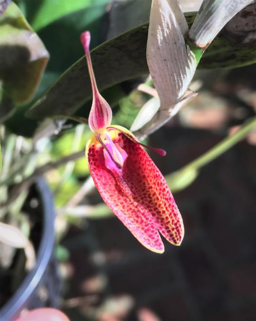 Southern California Orchid Species Society11-2019