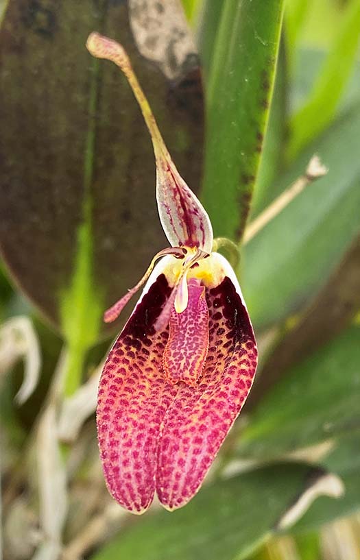 Southern California Orchid Species Society11-2019
