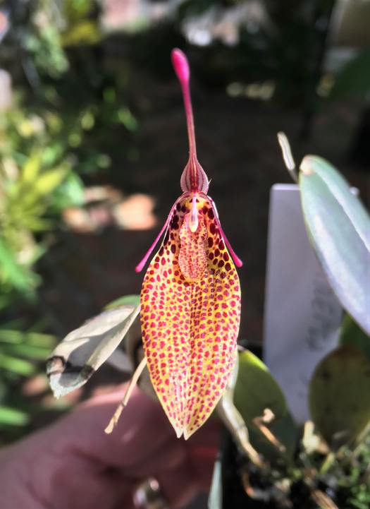 Southern California Orchid Species Society11-2019