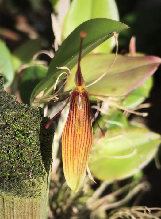 Southern California Orchid Species Society11-2019